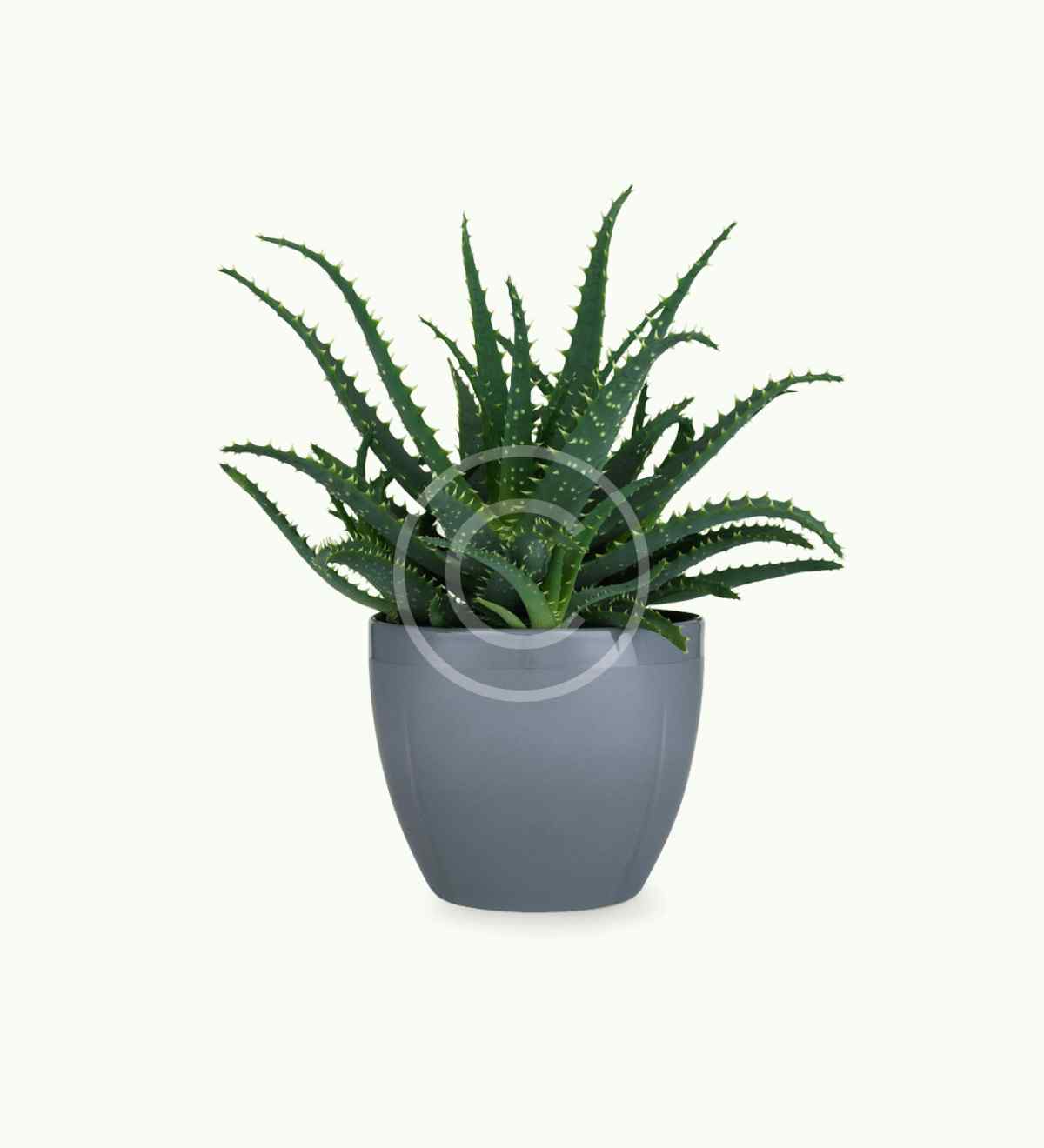 Aloe arborescens - Lopez Tree Service