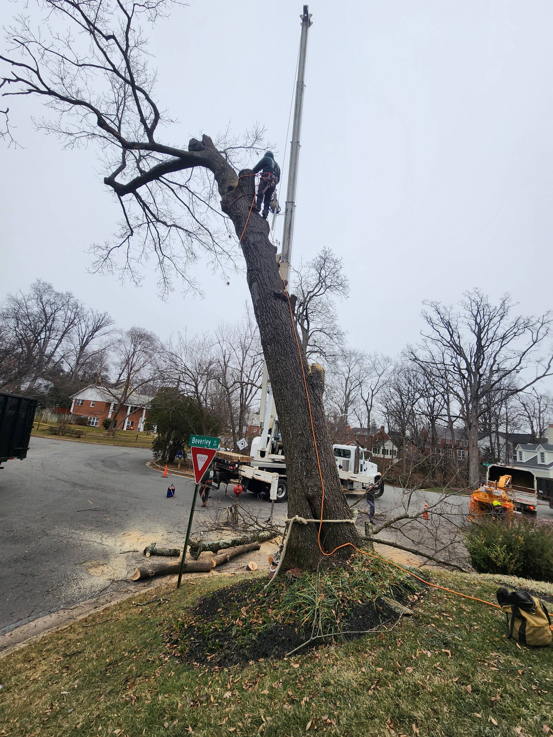 Pruning Guide by Lopez Tree Services | Expert Care