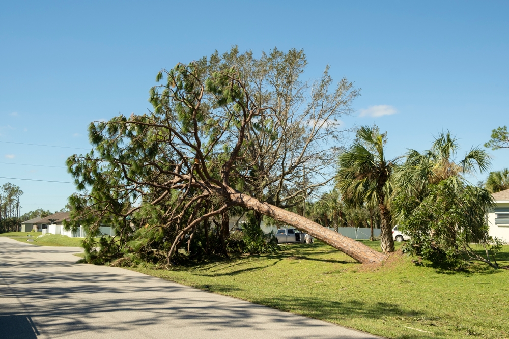 How Long Does a Tree Removal Take?