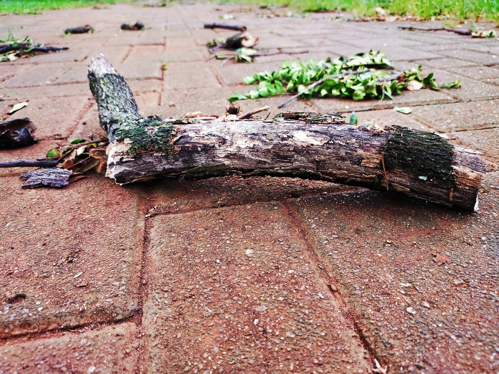 Signs of Weak Tree Limbs to Watch For