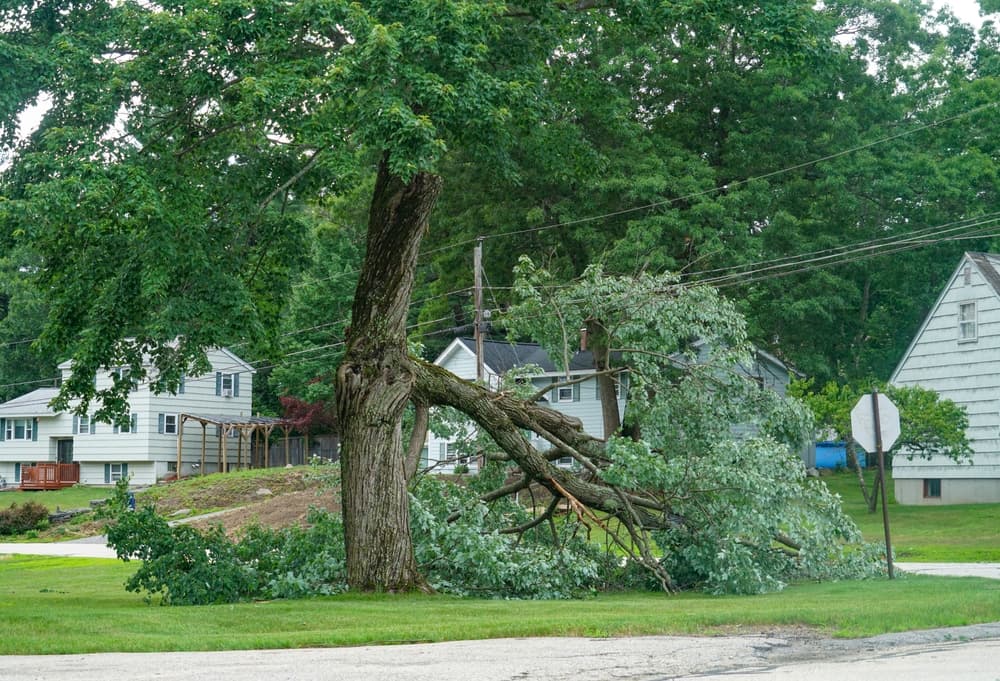 Storm Damage Tree Removal | Emergency Tree Service