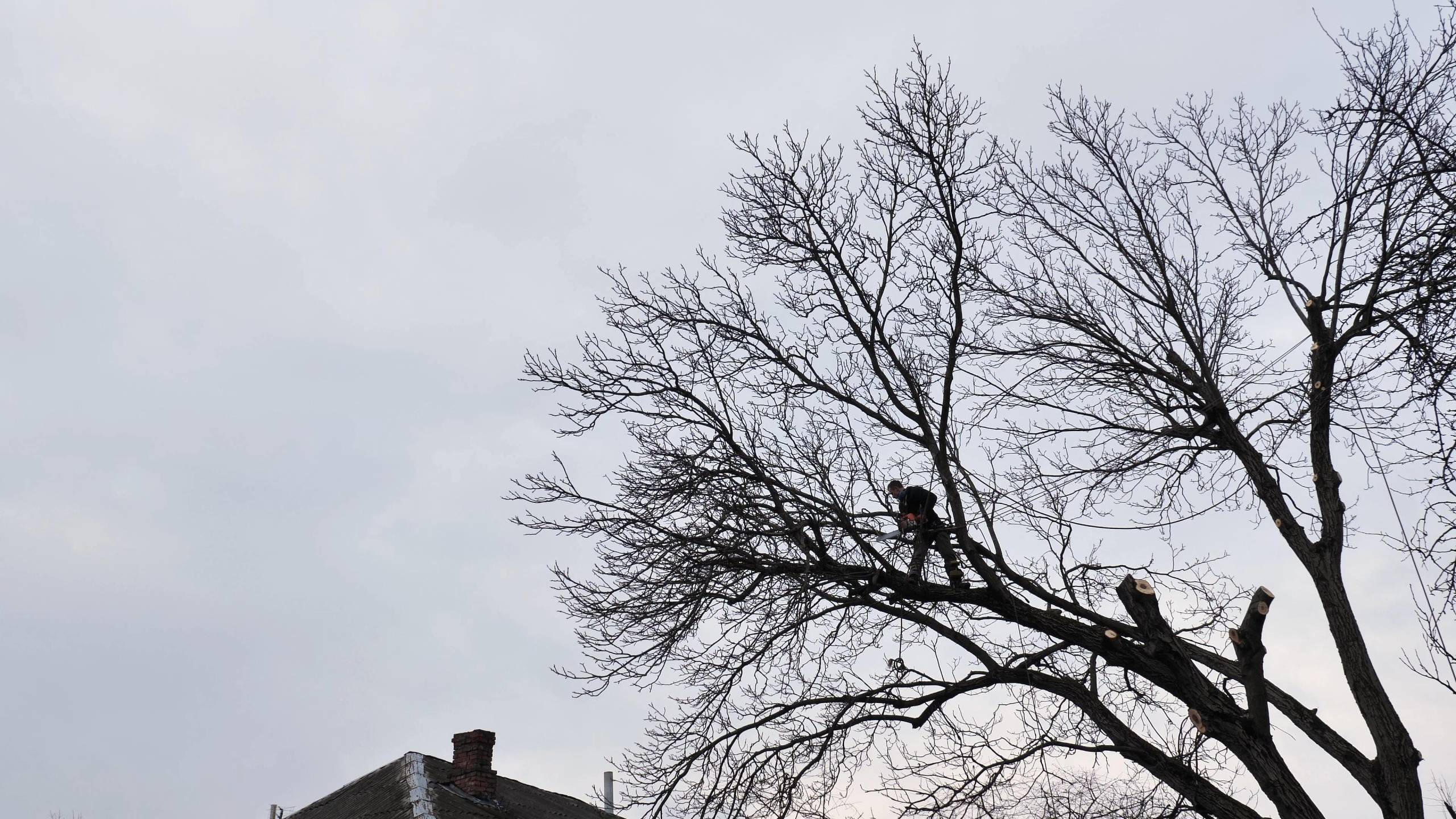 Tree Services in Northern VA | Lopez Tree Services